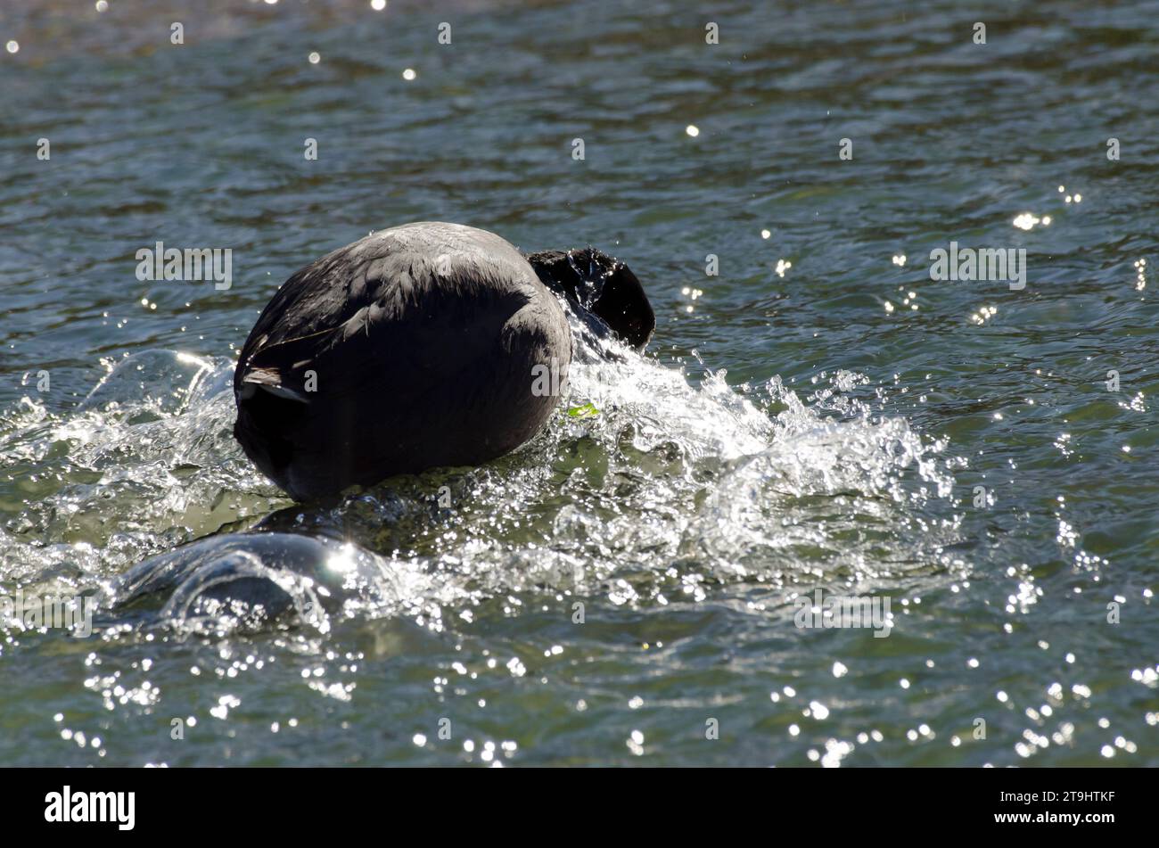 American Coot, Fulica americana, foraging under heavy current in inflow ...