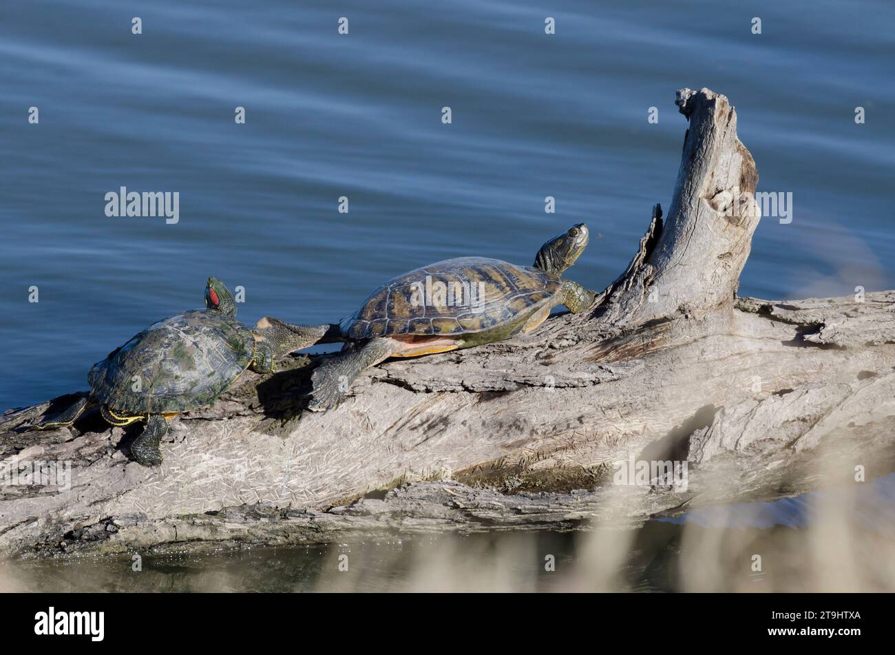 Red-eared slider, Trachemys scripta elegans, and Eastern River Cooter ...