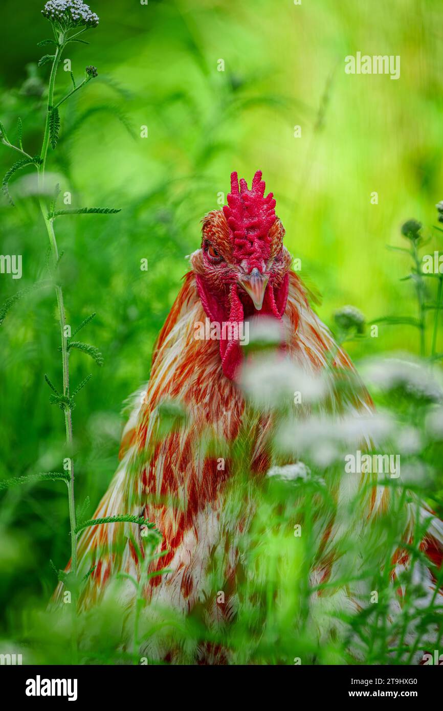 Tall rooster hi-res stock photography and images - Alamy