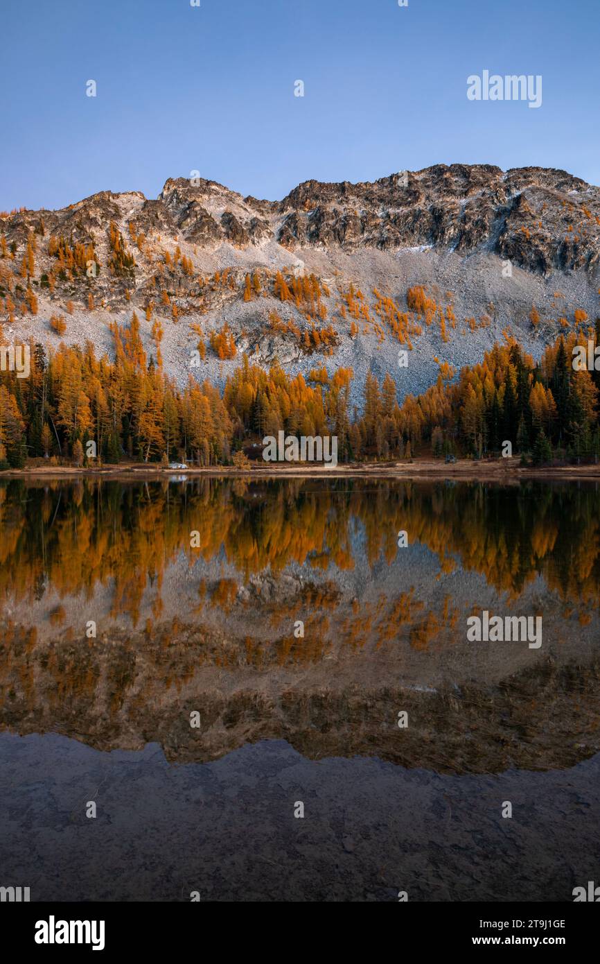 WA23766-00...WASHINGTON - Larch trees catching the glow of light on ...