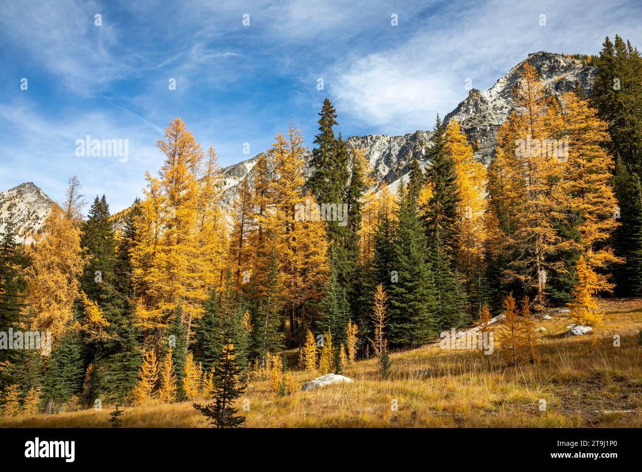 WA23769-00...WASHINGTON - Larch trees along the Sawtooth Summit Trail ...