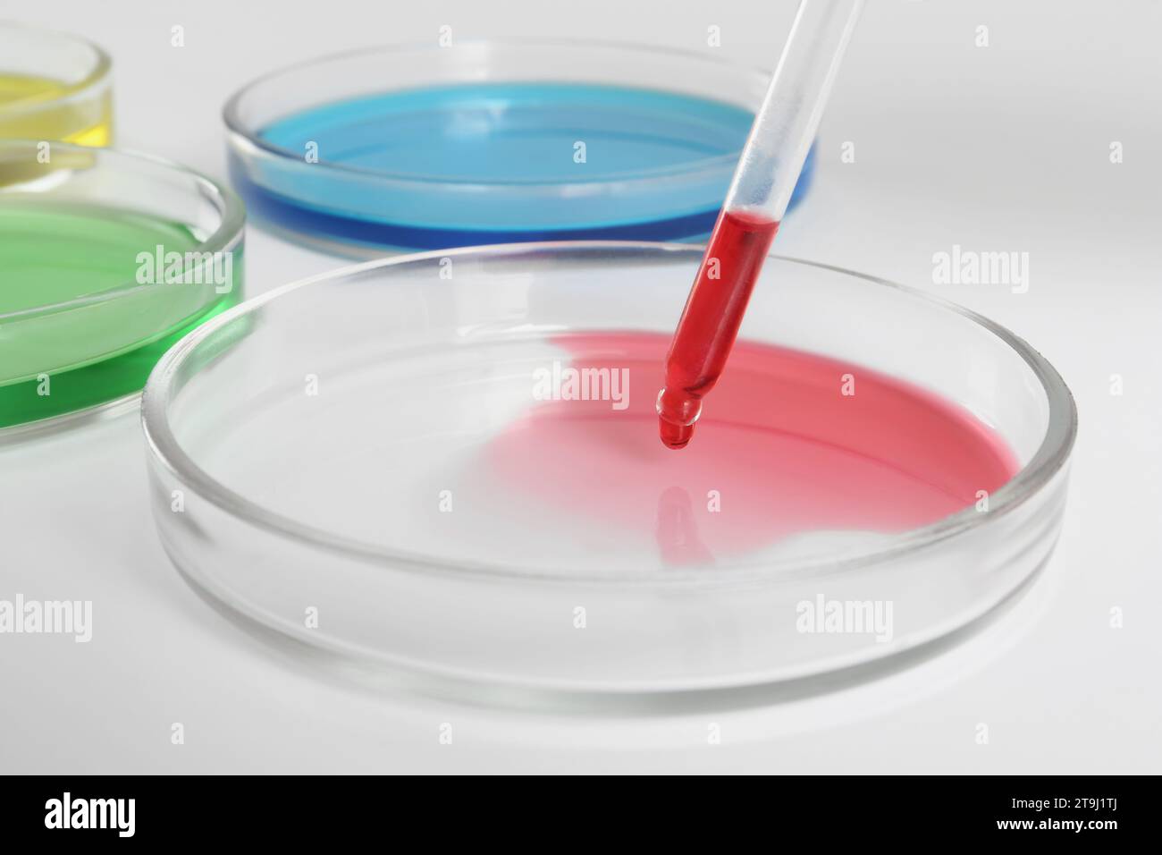 Dripping red liquid into Petri dish on white background, closeup Stock ...