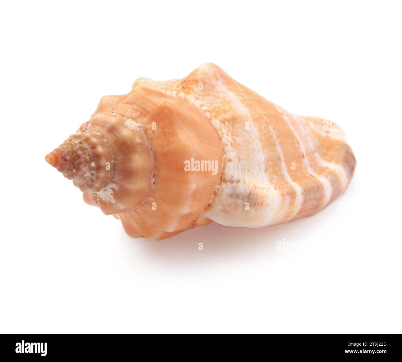 Beautiful seashell isolated on white. Beach object Stock Photo - Alamy