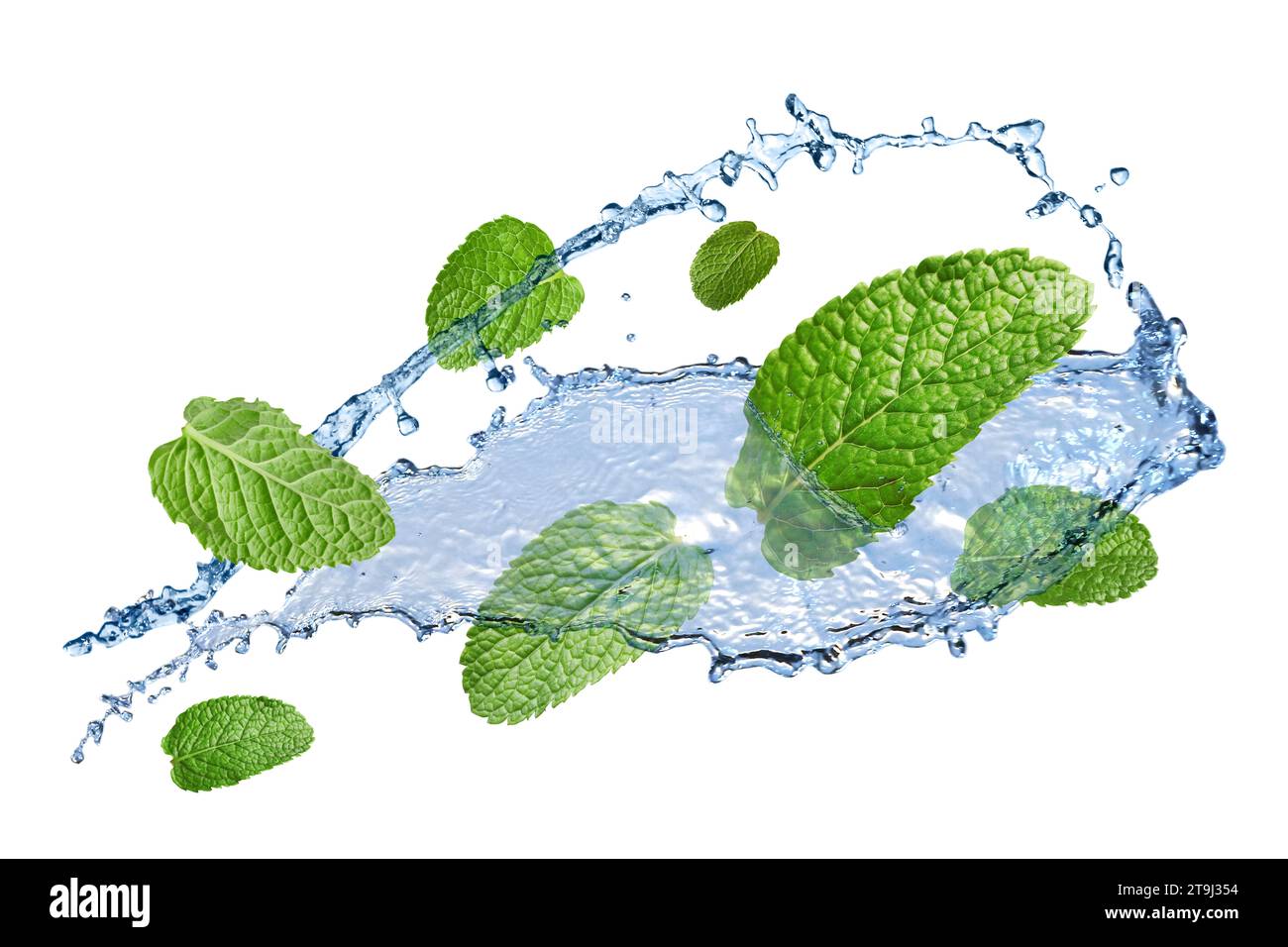 Mint leaves and splashes of water on white background Stock Photo - Alamy