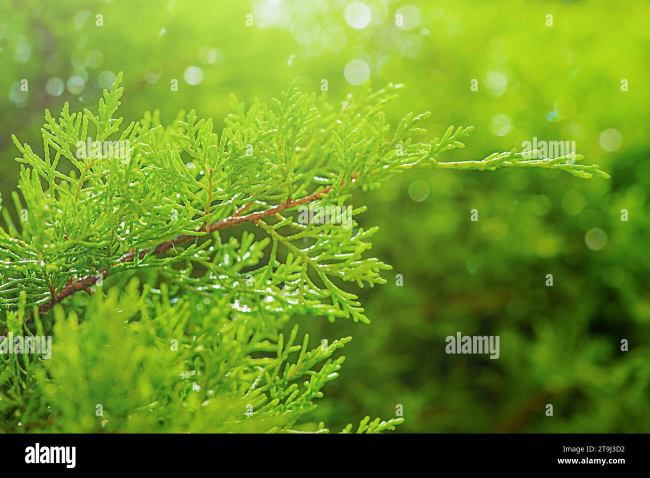 Decorative coniferous plant. Conifer in focus with nice bokeh behind ...