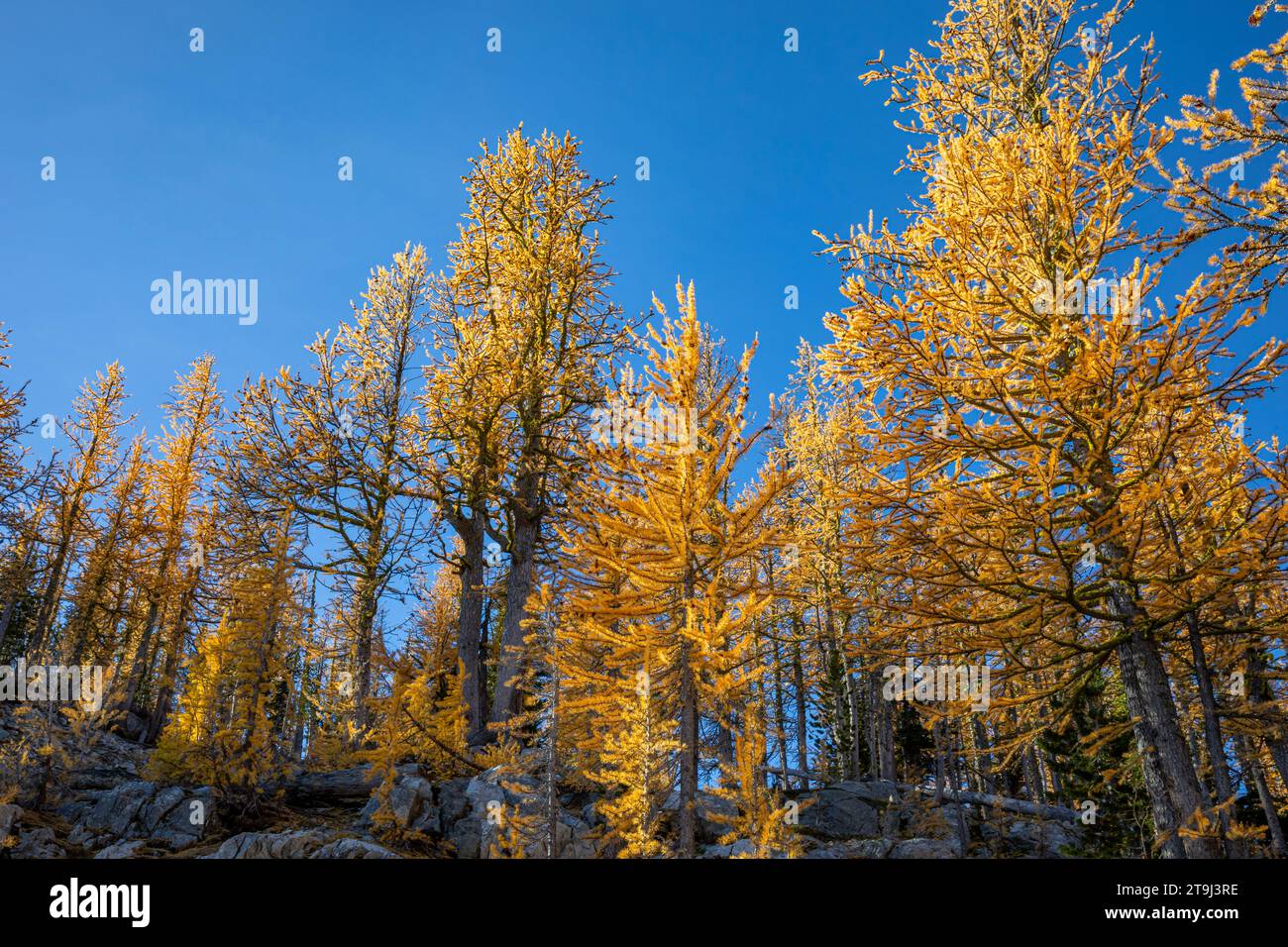 WA23815-00...WASHINGTON - Fall color in the Okanogan - Wenatchee ...