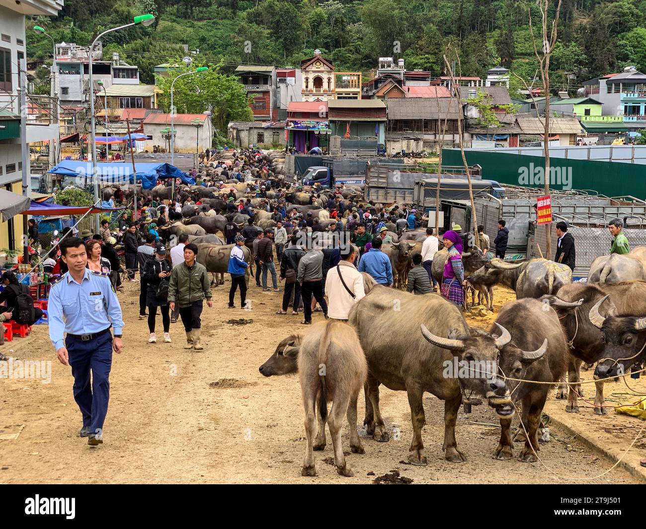 Bac Ha, Vietnam. Sunday Water Buffalo Market Stock Photo - Alamy
