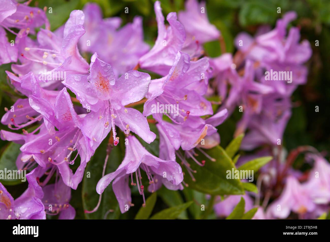 Big leaf rhododendron flowers near the end of its flowering with ...