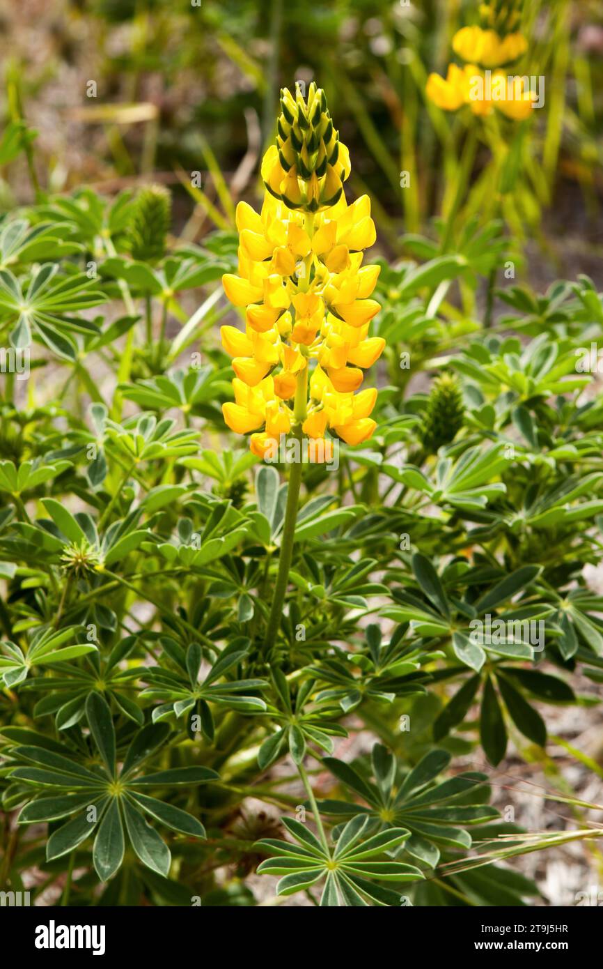 Flower stalk of an Oregon golden lupine (Lupinus densiflorus). Lupines ...