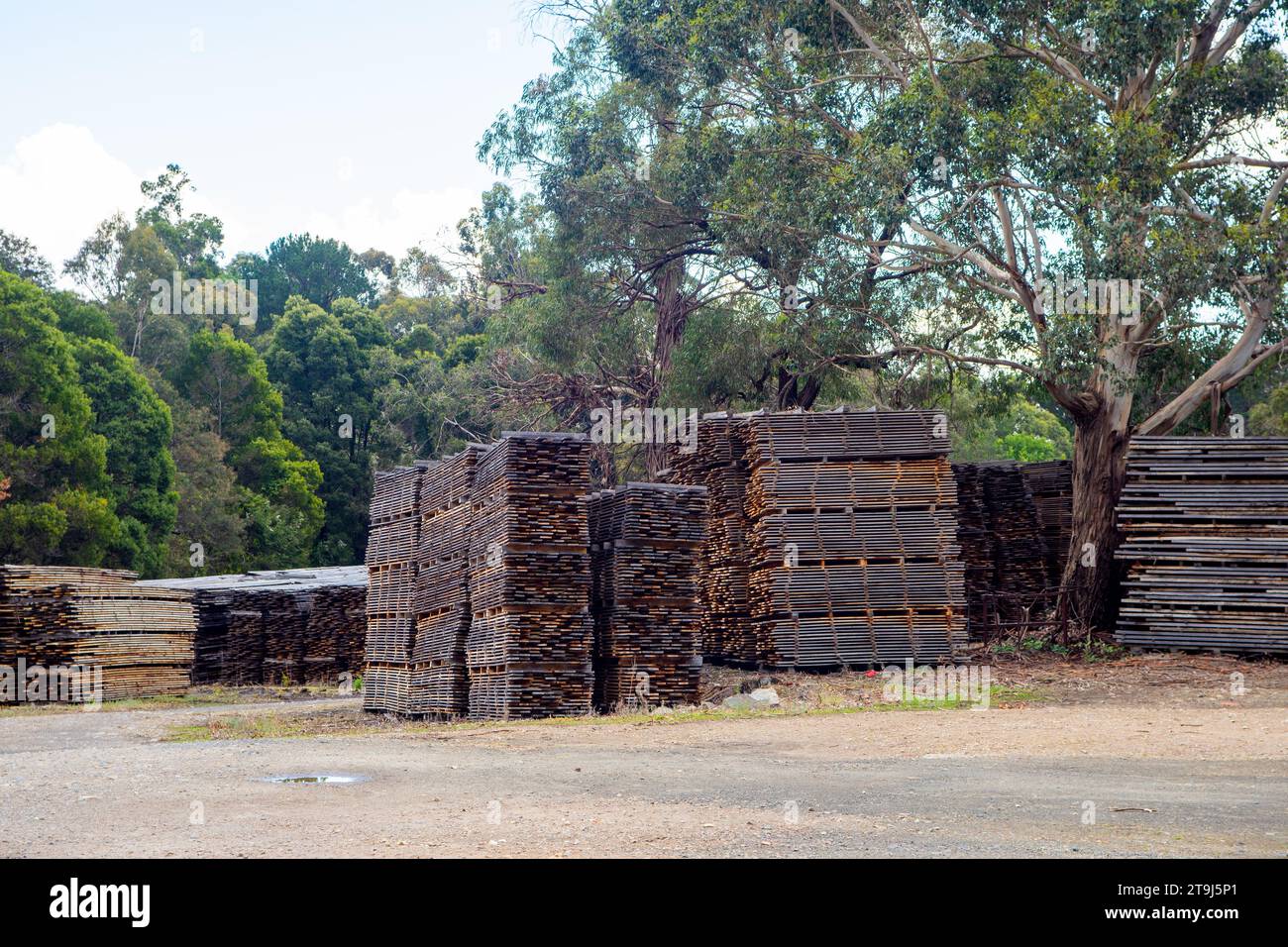 Stacks of processed sawn hardwood timber, drying in the weather ...