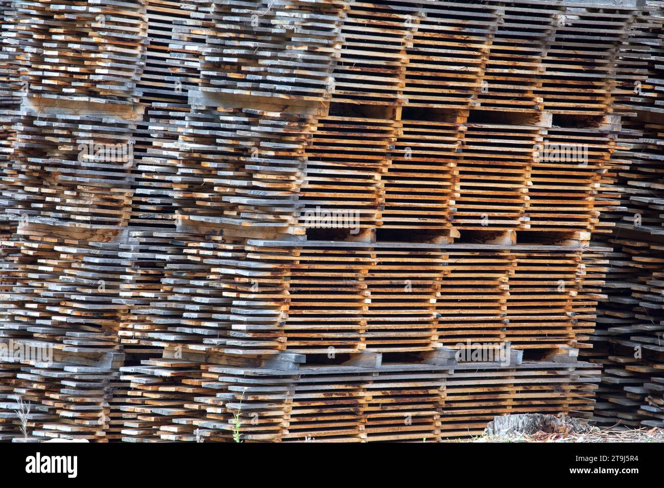 Stacked hardwood timber planks, Closeup Stock Photo - Alamy