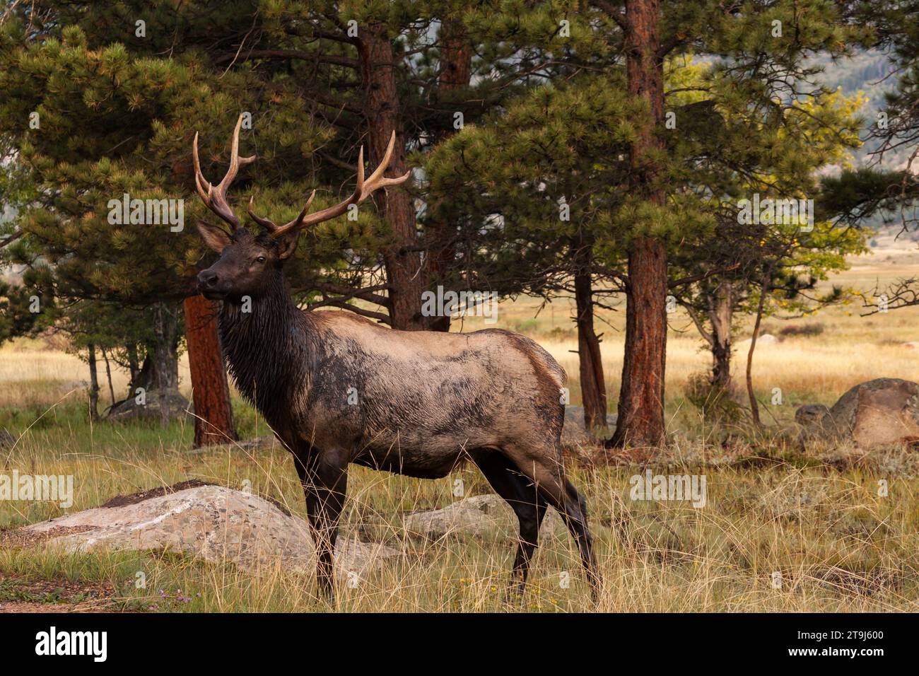 A bull elk pauses to listen as he follows a herd immediately after a ...