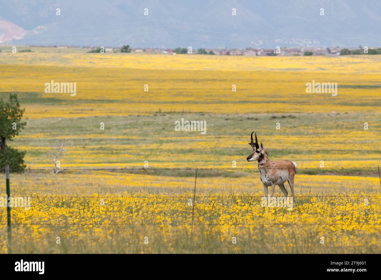 Banning lewis ranch hi-res stock photography and images - Alamy