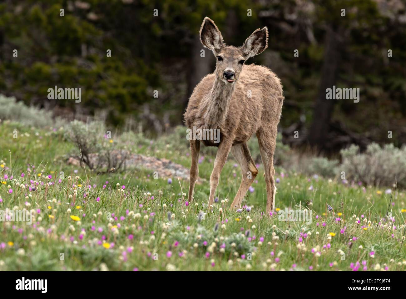 A mule deer doe (Odocoileus hemionus) in the process of shedding her ...