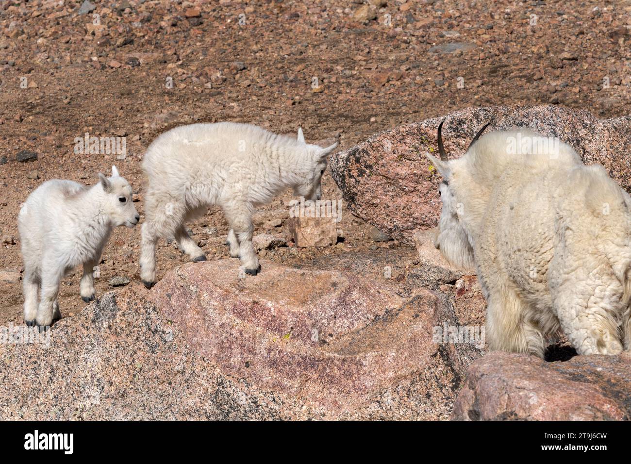 A mountain goat nanny (Oreamnos americanus) interacts with two kids ...