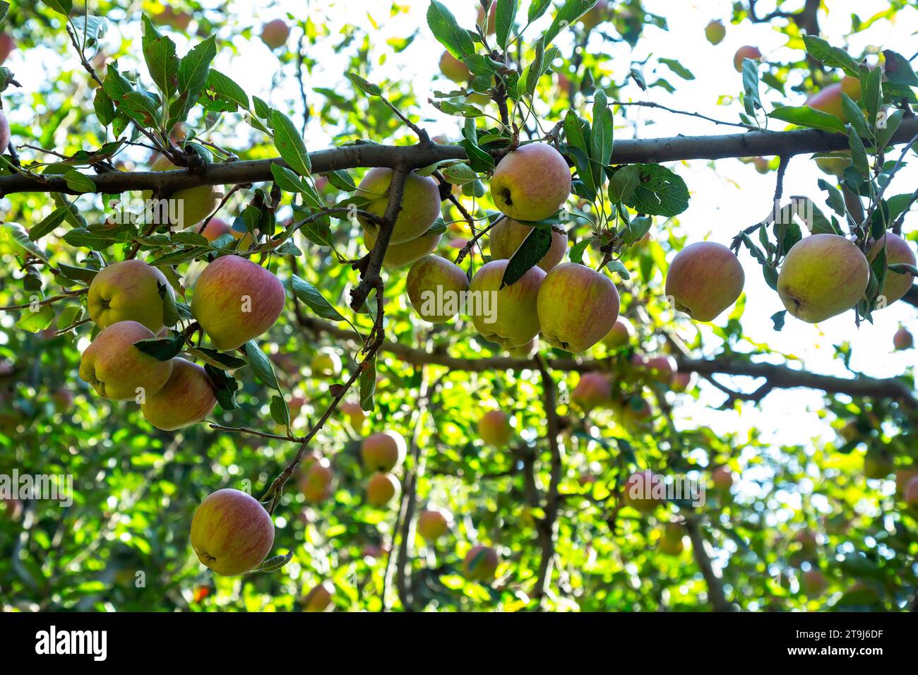 Apple farm in Pahalgam, Jammu Kashmir, India Stock Photo - Alamy
