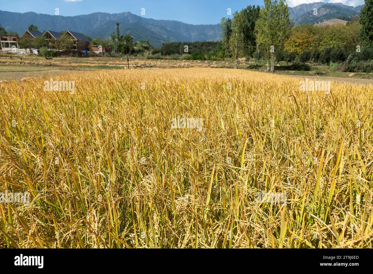 golden rice field at Pahalgam, Jammu Kashmir,India Stock Photo - Alamy