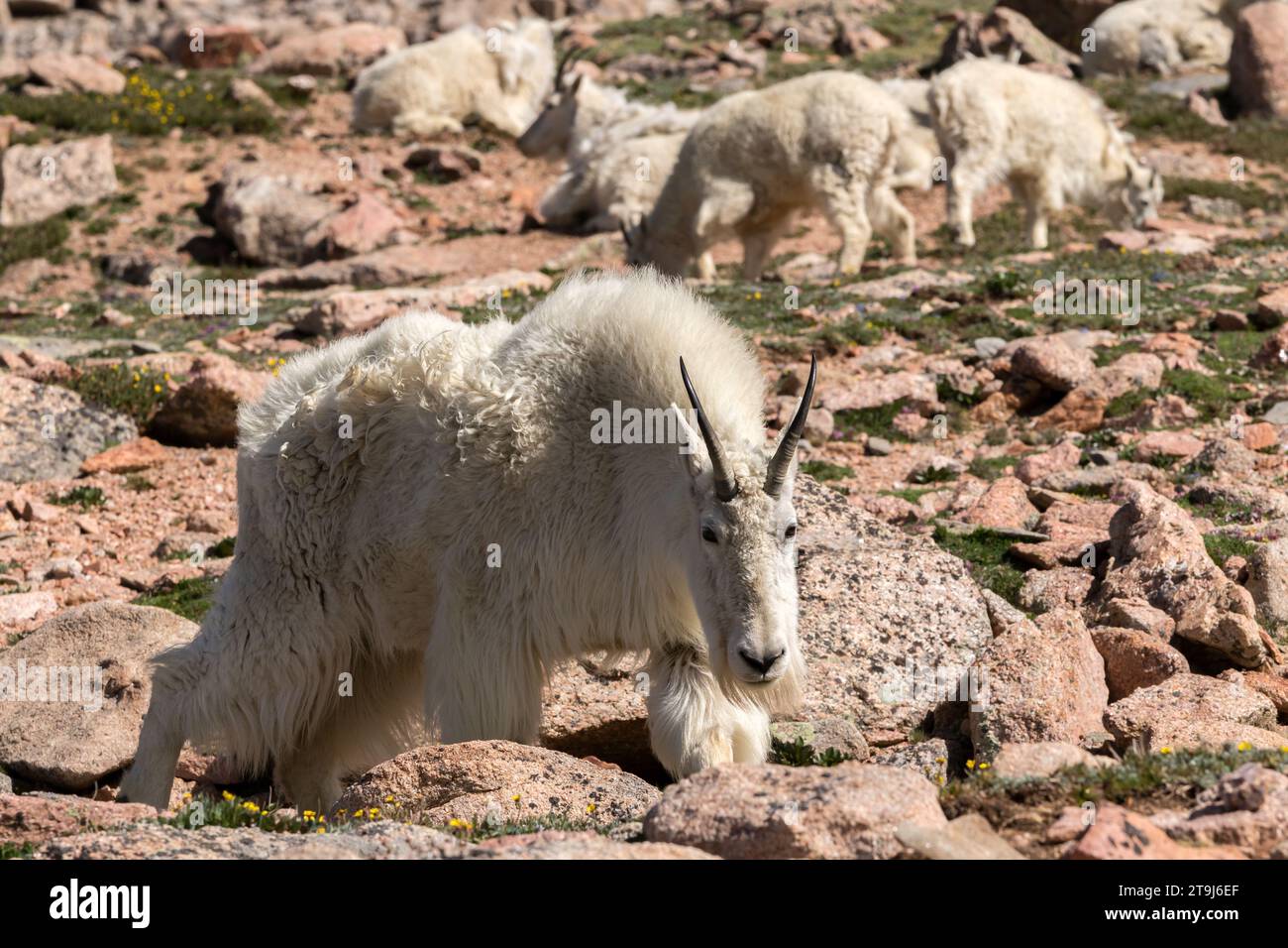 A herd of mountain goats (Oreamnos americanus) browse on the patchy ...