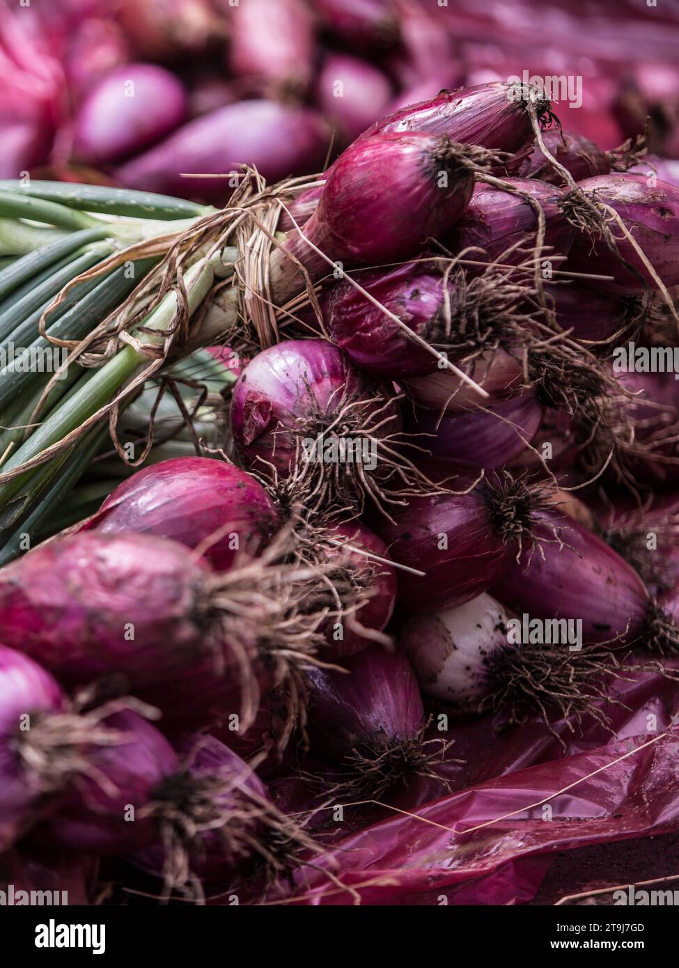 Springs onion also known as bunching onion Stock Photo - Alamy