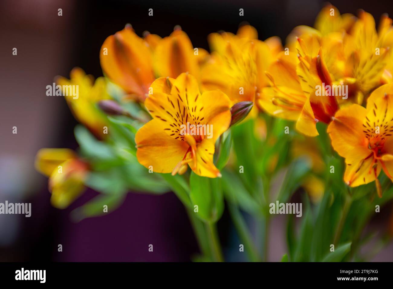 Orange peruvian lilies hi-res stock photography and images - Alamy