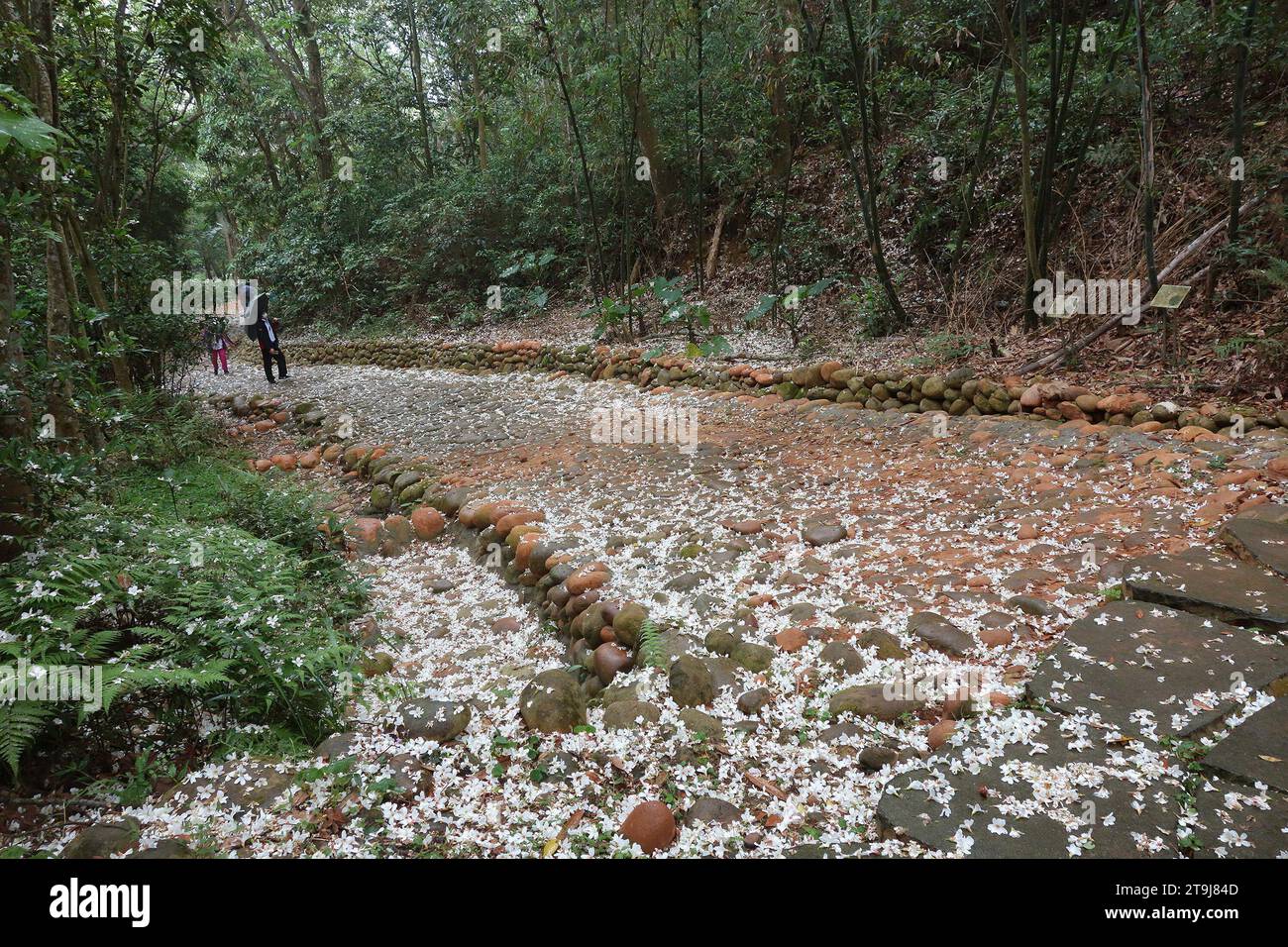 A white flowers falling on stone paved road Stock Photo - Alamy