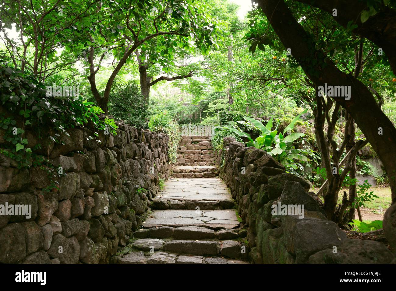 Stone stairs alley with green forest at Seogwipo Lee Jung Seop Street ...
