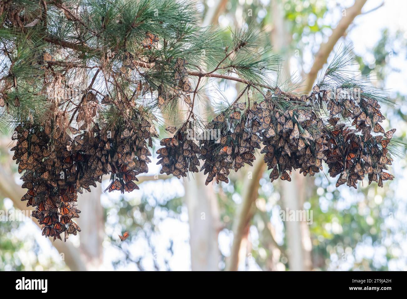 Thousands of overwintering western monarch butterflies, Danaus ...
