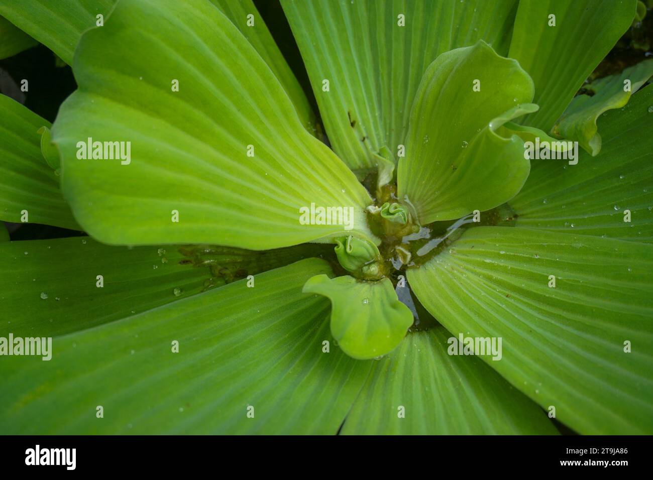 Stock photo of Young plant Growing In Sunlight Stock Photo - Alamy