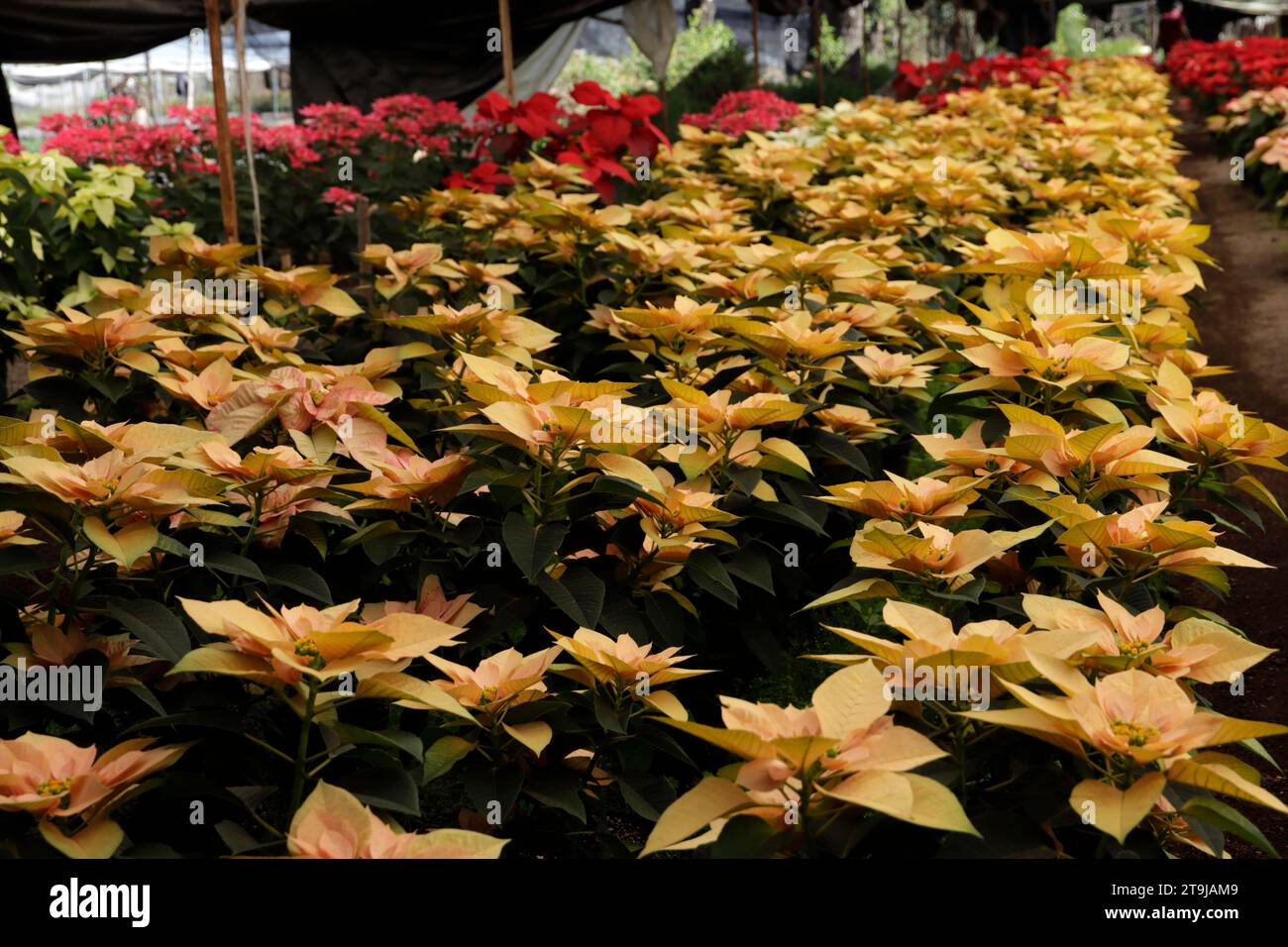 Mayor xochimilco hi-res stock photography and images - Alamy