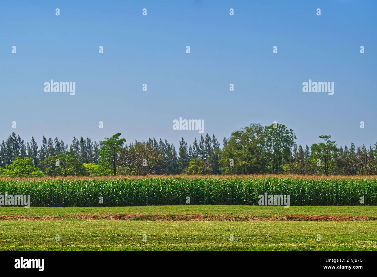 Landscape image of corn field under strong sunlight with background of ...