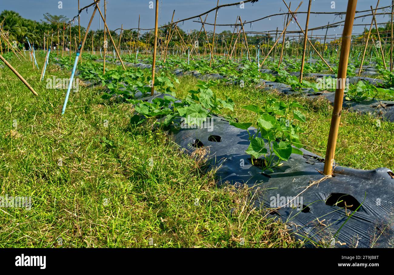 Organic vegetable garden, rows of planting vegetables, low angle view ...