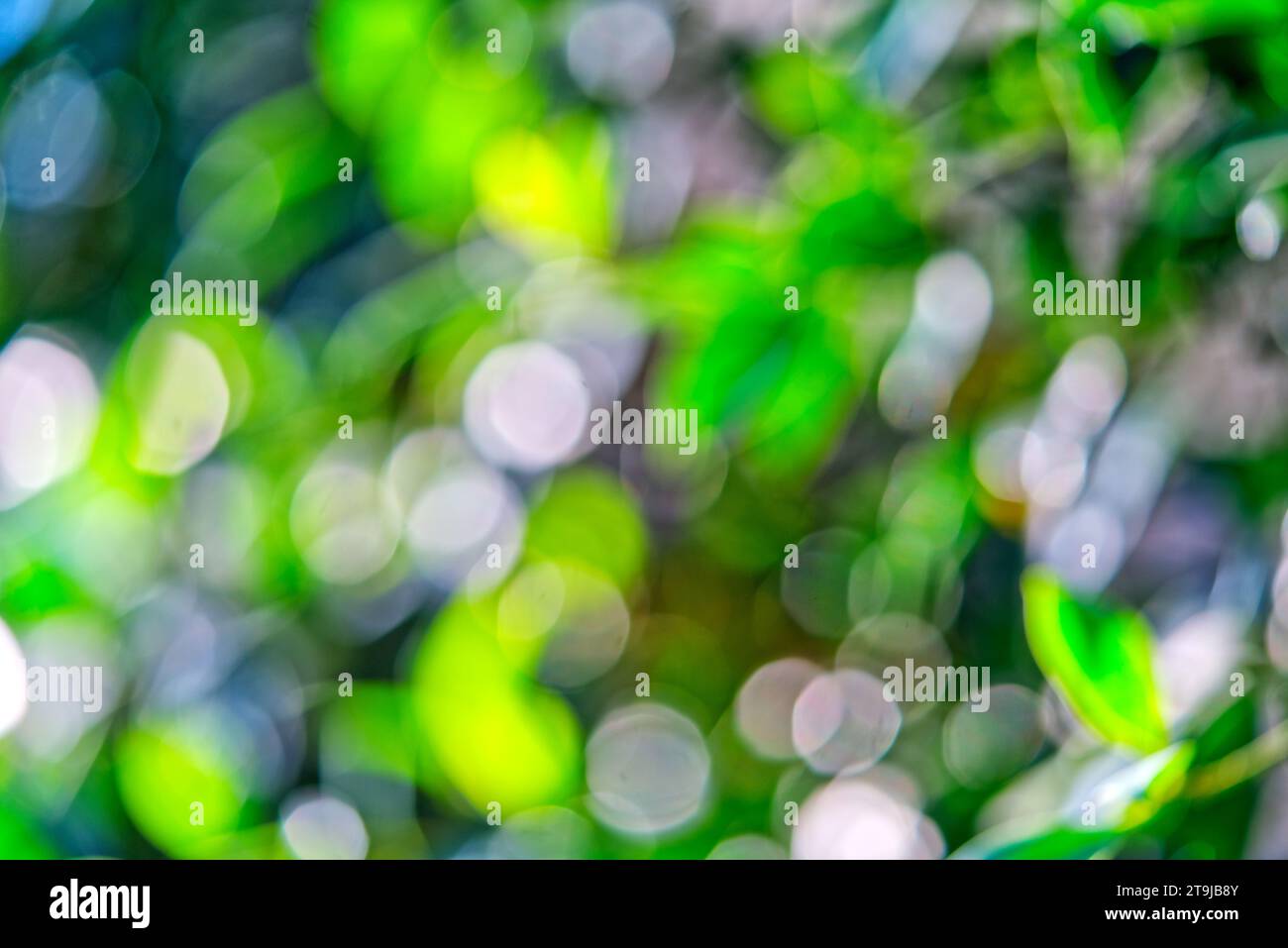 Abstract bokeh background of leaves with sunlight in nature, daylight ...