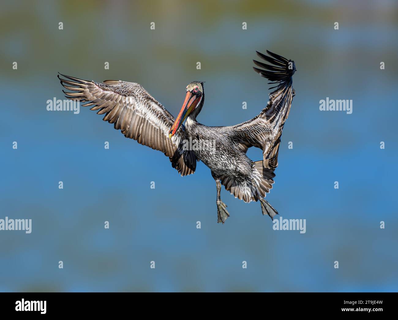 California Brown Pelican ( Pelecanus occidentalis californicus) in ...