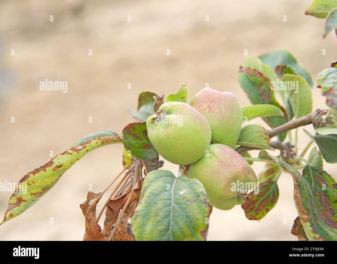 Cinnamon apples growing on the tree. It was named Cinnamon Spice apple ...