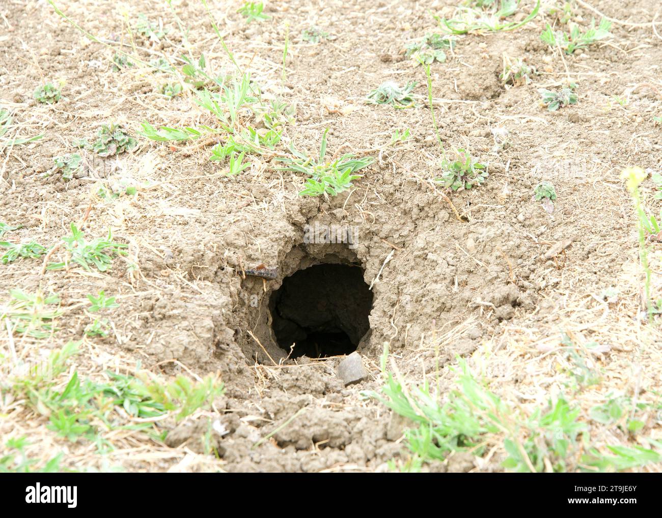 Ground squirrel burrow entrance on dry drought parched soil. While they ...