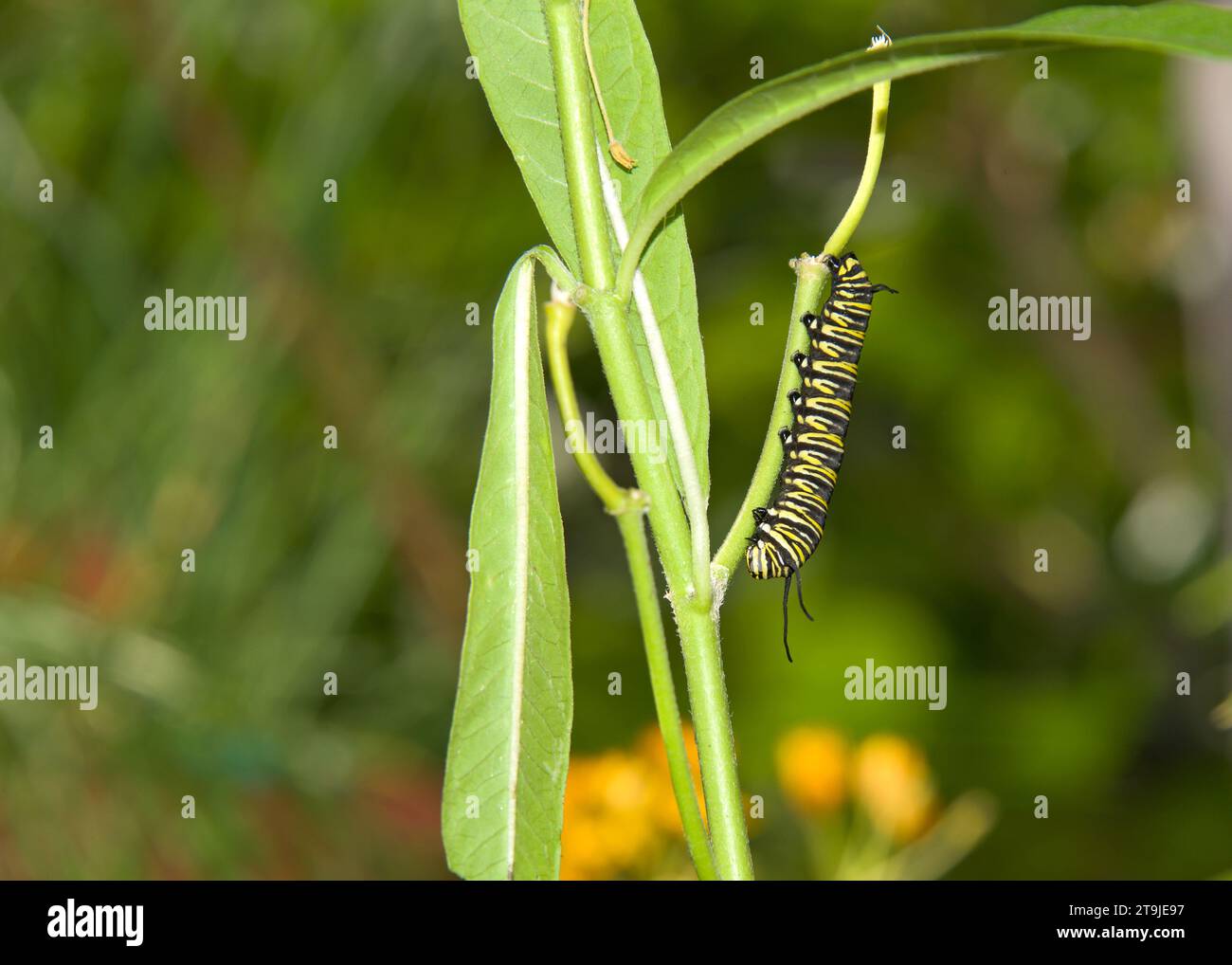 Monarch butterfly caterpillar hanging upside down on milkweed stem ...