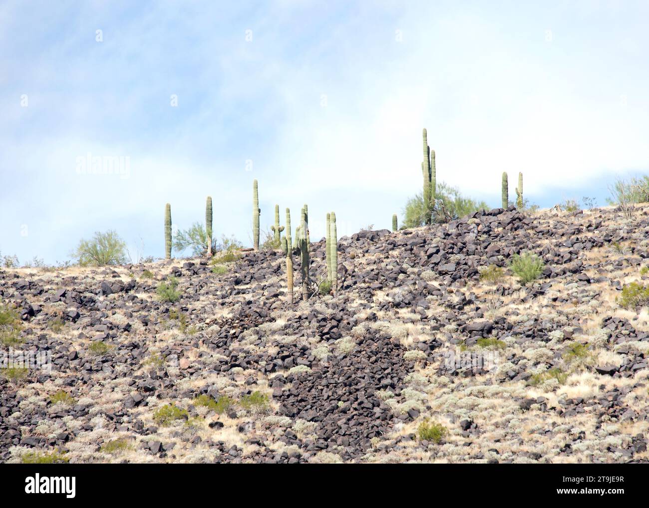 Many saguaro cactus in rocky desert landscape. A tree-like cactus ...