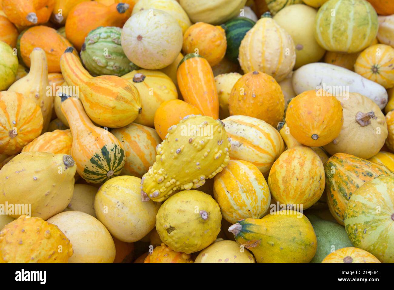 Top view flat lay of many shapes and sizes autumn gourds in various ...