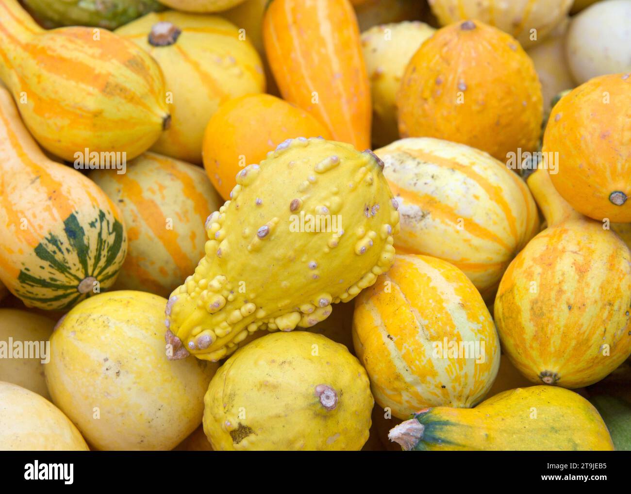 Top view flat lay of many shapes and sizes autumn gourds in various ...