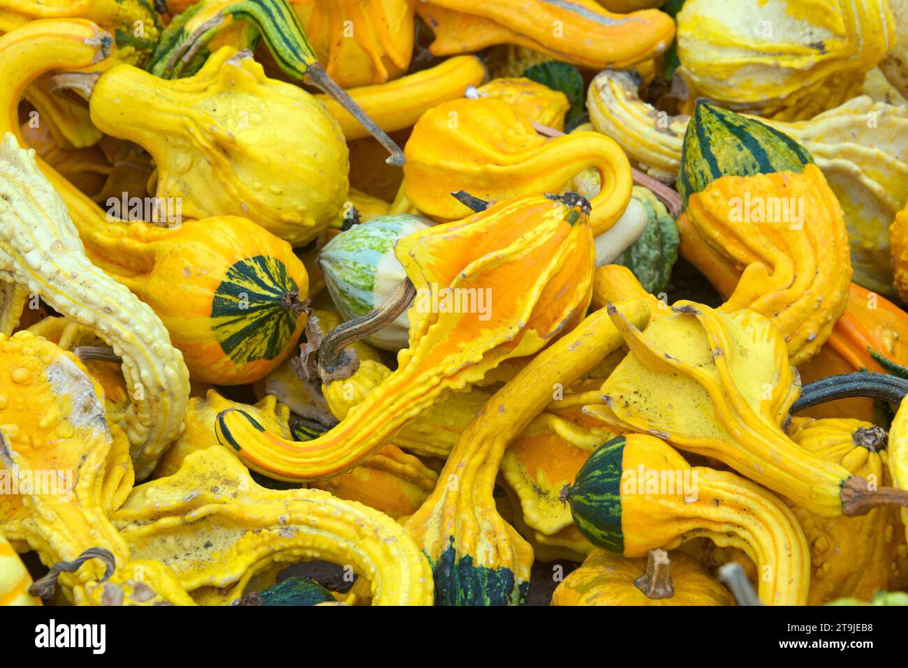 Top view flat lay of many shapes and sizes autumn gourds in various ...