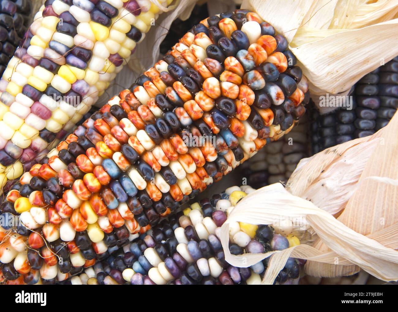 Indian corn on the cob hi-res stock photography and images - Alamy