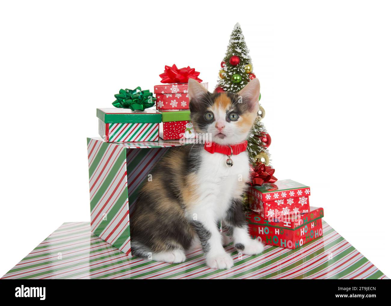 Calico mix kitten wearing a red collar Sitting on present box next to ...
