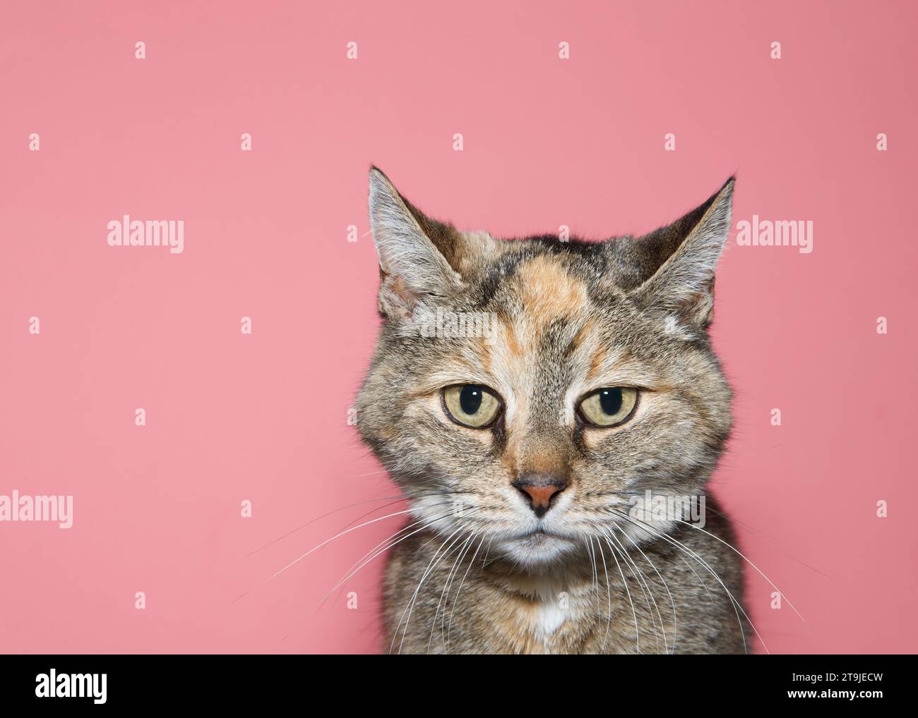 Close up portrait of one diluted calico kitten looking directly at ...