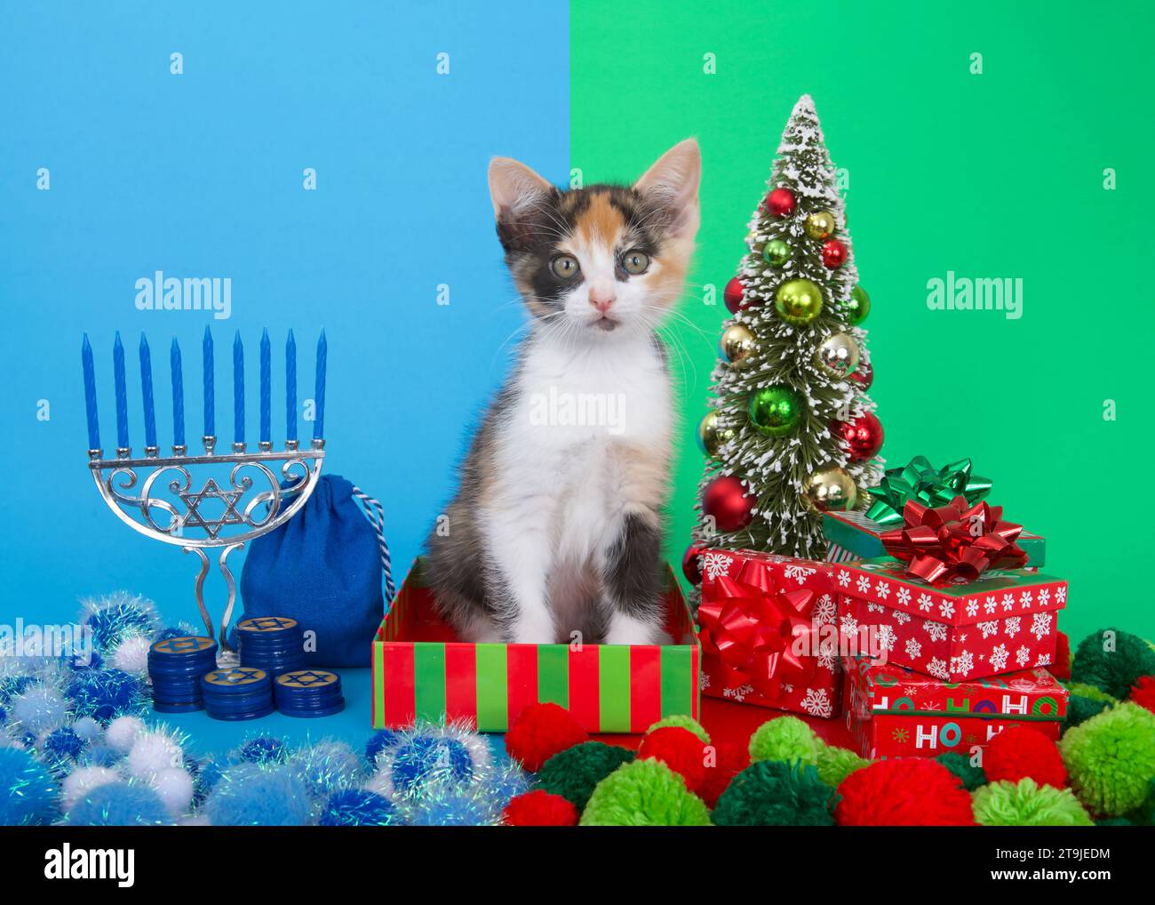 Adorable calico kitten sitting between Hanukkah menorah with blue ...