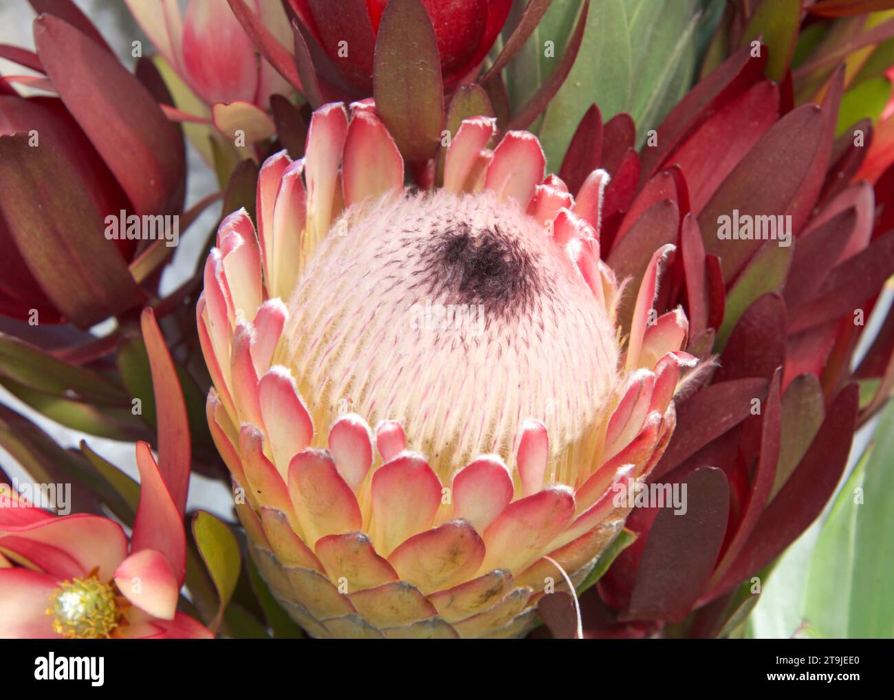 pink sugar bush protea flower, growing on the bush, ready to bloom ...