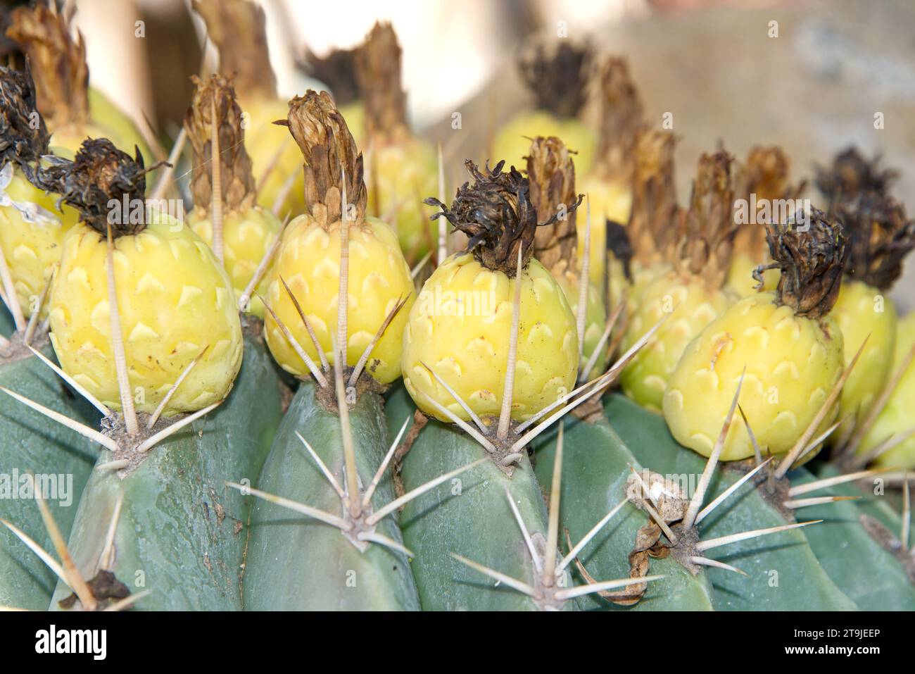 profile of a Barrel cacti, endemic to the deserts of Southwestern North ...