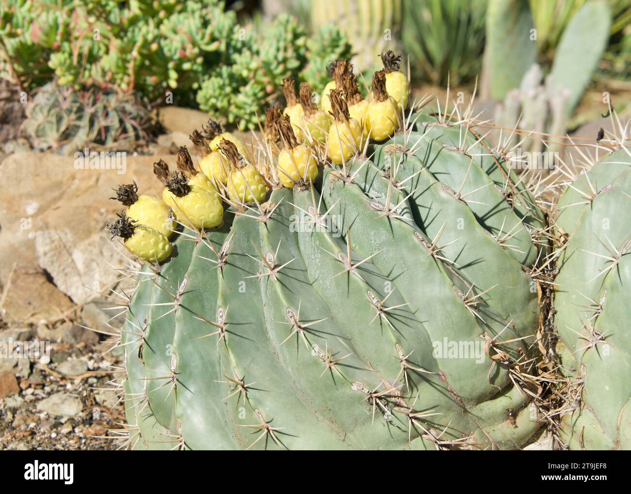 profile of a Barrel cacti, endemic to the deserts of Southwestern North ...