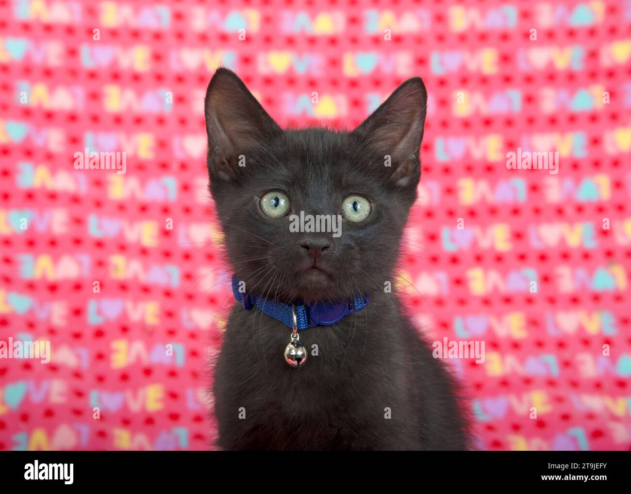 Portrait of an adorable black kitten wearing a blue collar with a bell ...