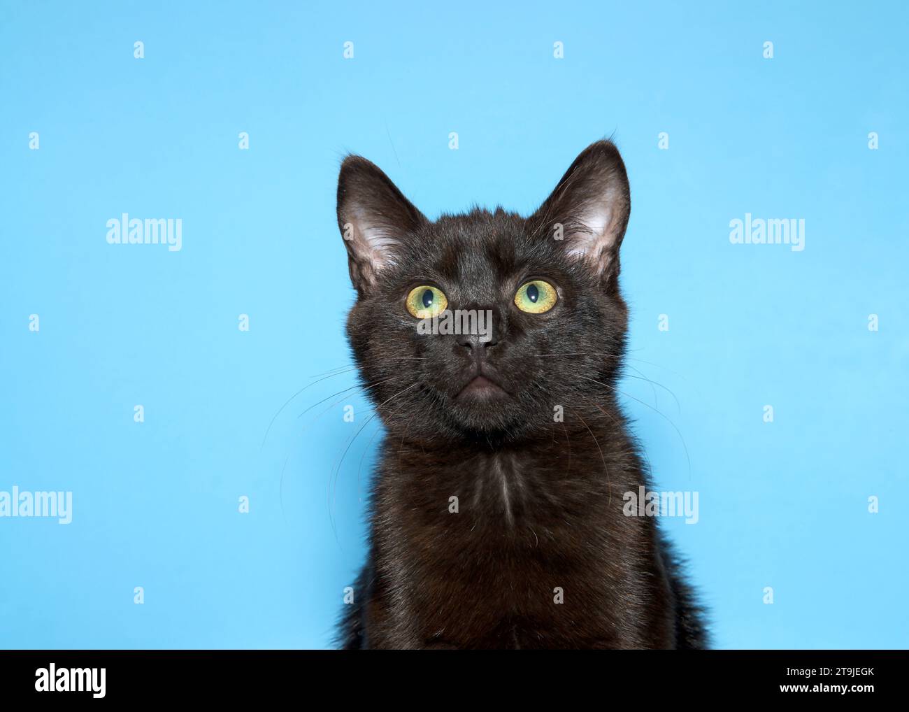 Portrait of an adorable black kitten with tilted head looking up above ...