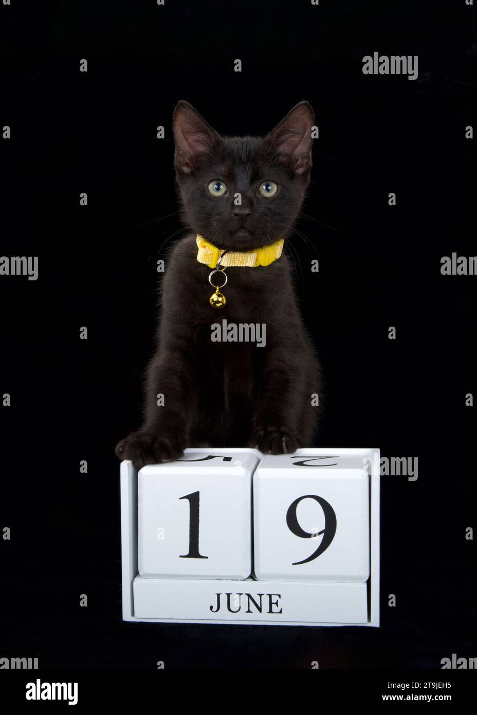 Adorable black kitten wearing a bright yellow collar peeking over white ...